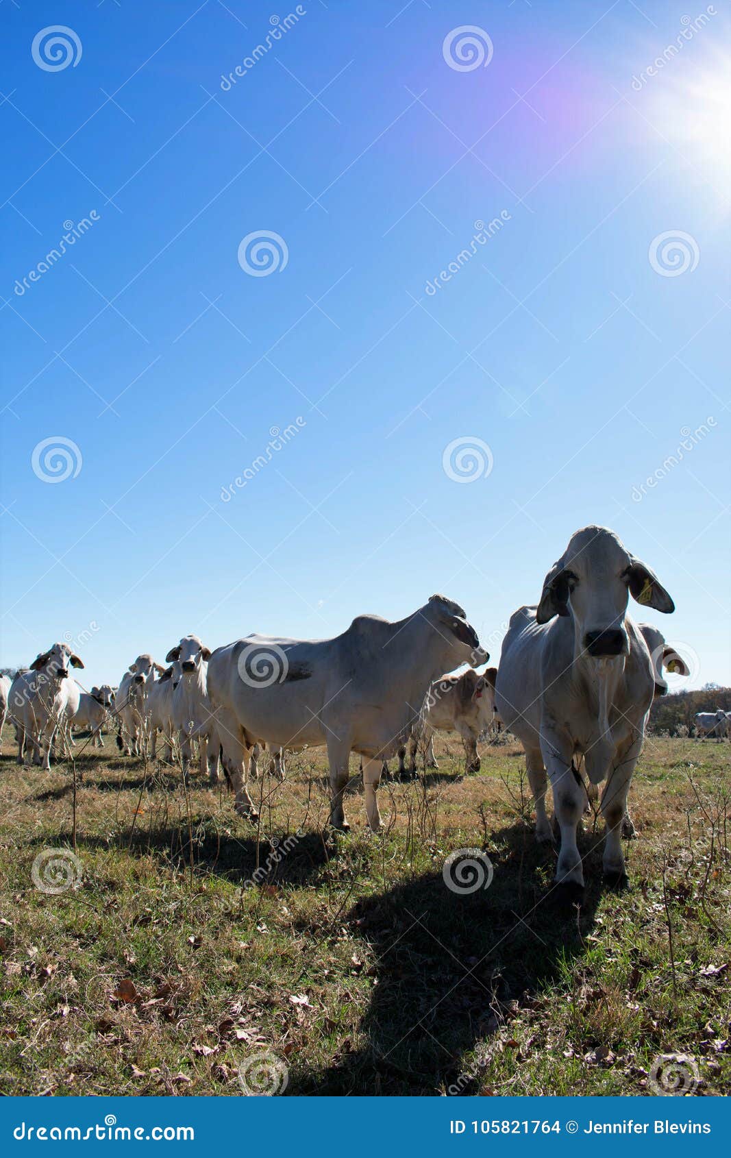 Retrato De La Vaca De Brahma Foto de archivo - Imagen de fondo, toro ...