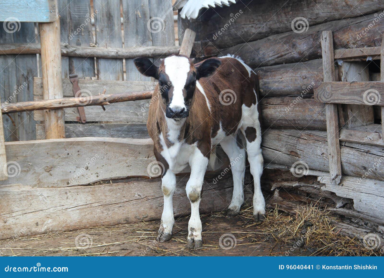 Retrato De La Vaca Joven En La Granja Imagen de archivo - Imagen de ...