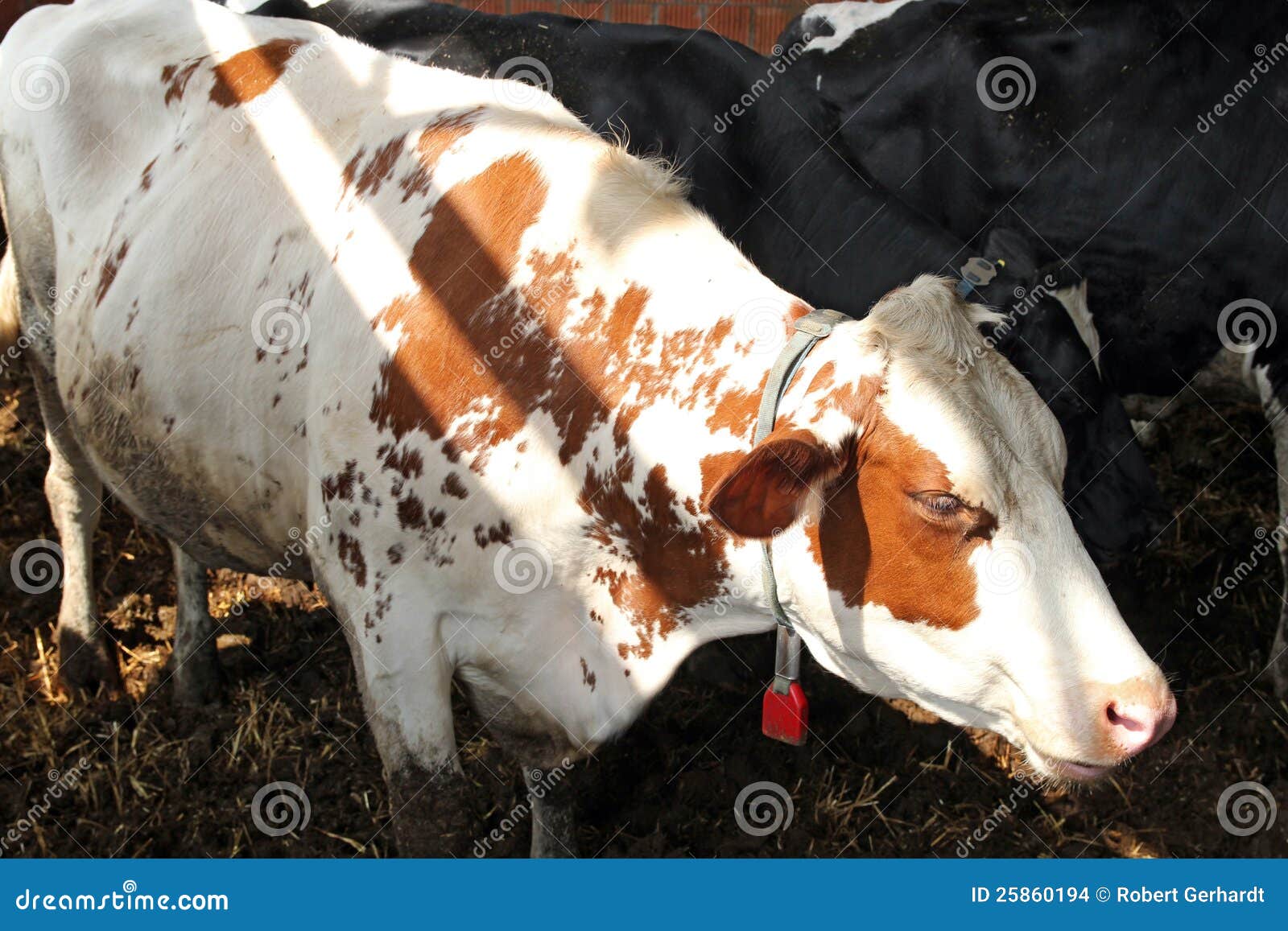 Retrato de la vaca lechera foto de archivo. Imagen de alimento - 25860194