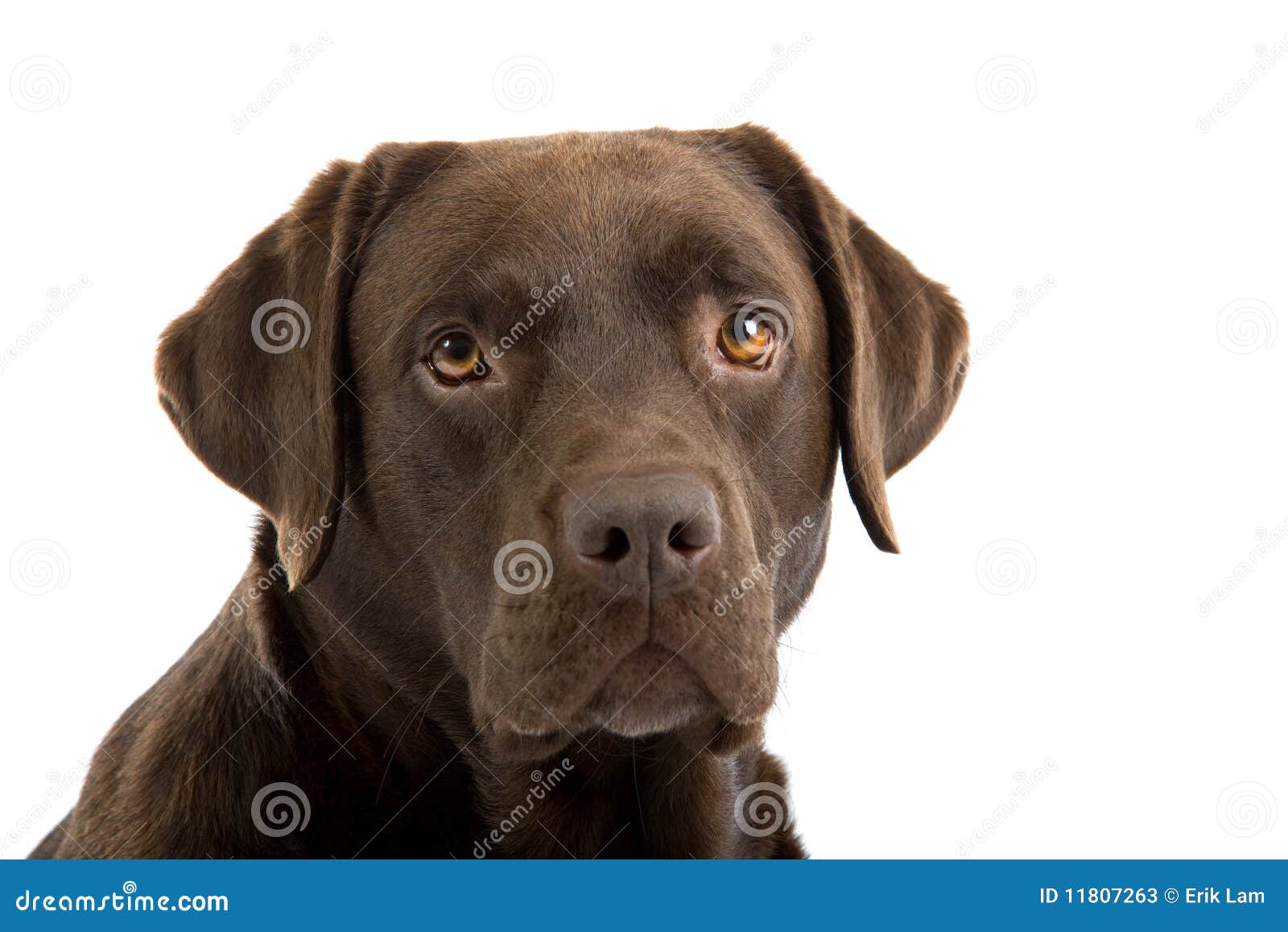 Retrato de Labrador marrom imagem de stock. Imagem de labrador - 11807263