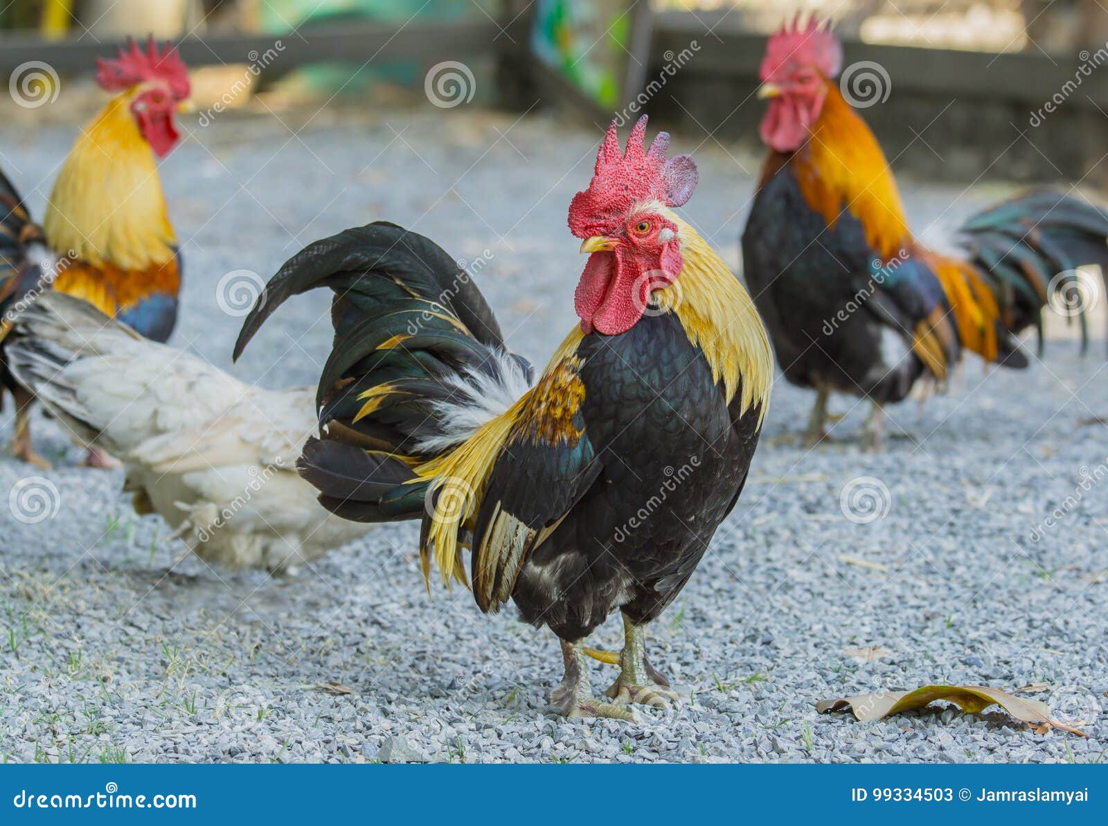 Retrato de pollos pequenos imagen de archivo. Imagen de ganado - 99334503