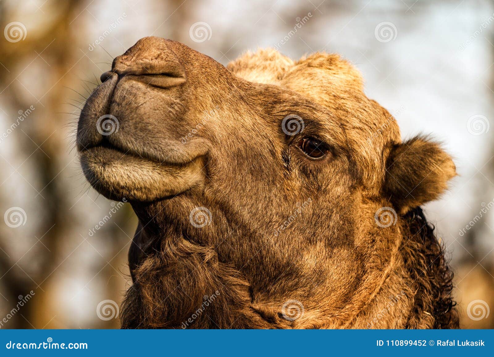 Retrato De Sorriso Do Camelo Foto de Stock - Imagem de foto, olho ...