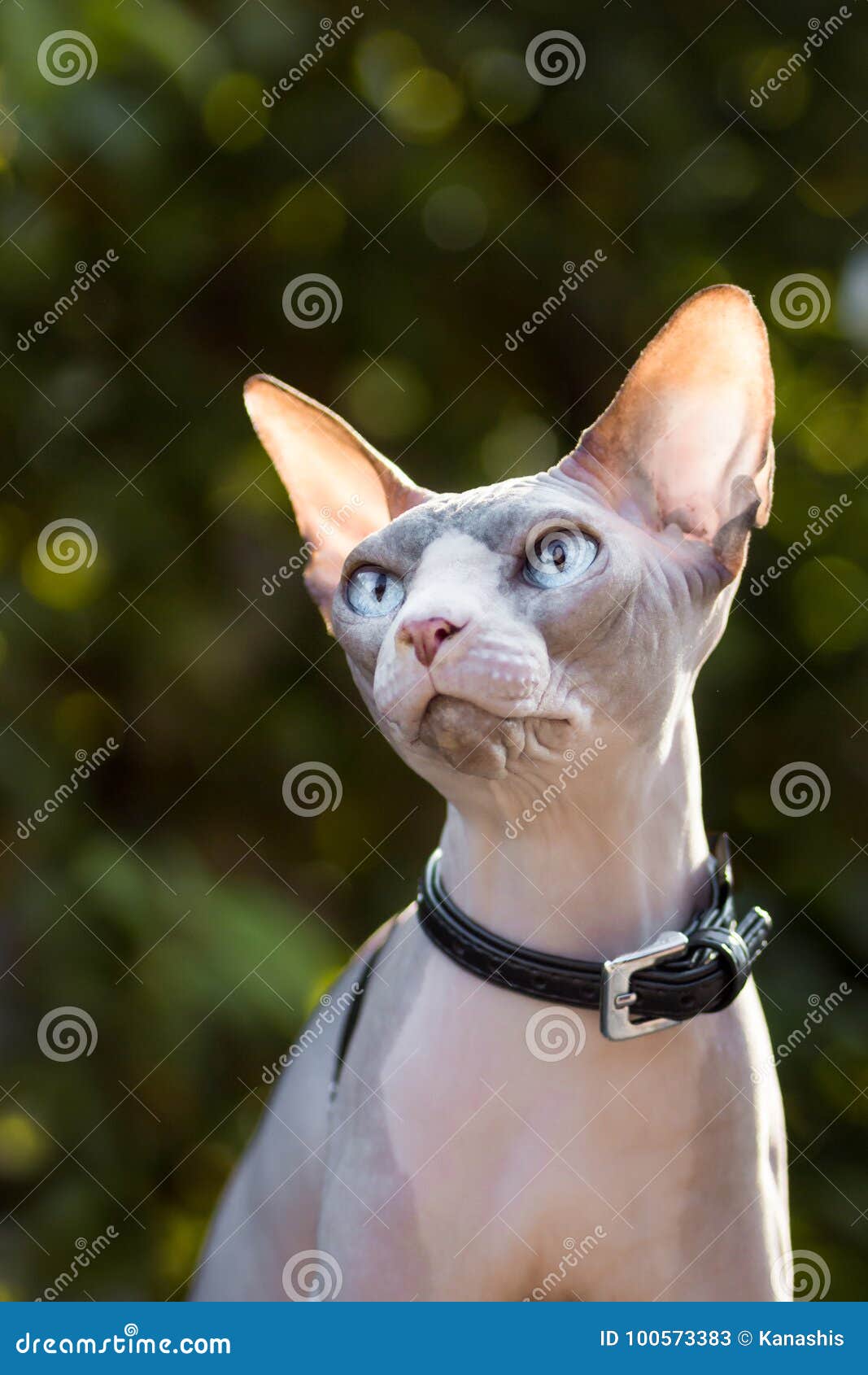 Retrato de Sphynx imagen de archivo. Imagen de animal - 100573383