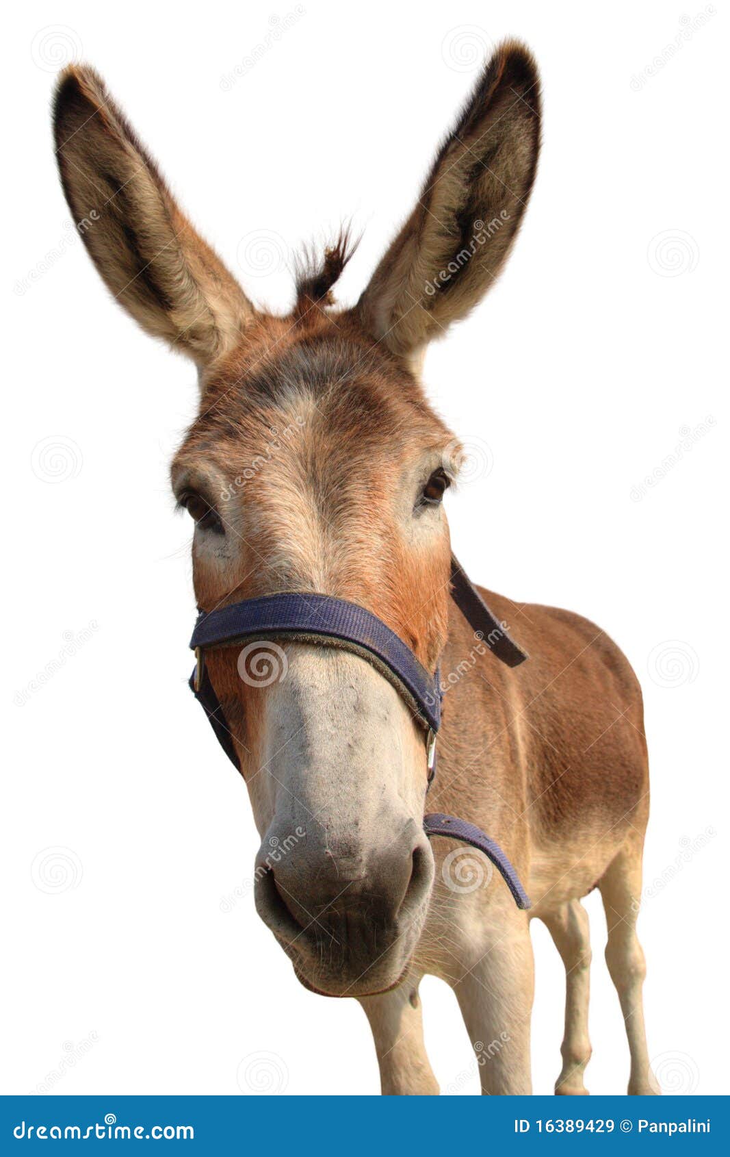 Retrato de um asno imagem de stock. Imagem de pele, ângulo - 16389429