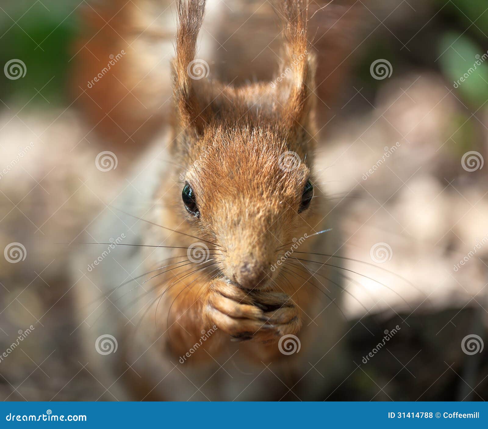 Retrato de um esquilo foto de stock. Imagem de olhar - 31414788