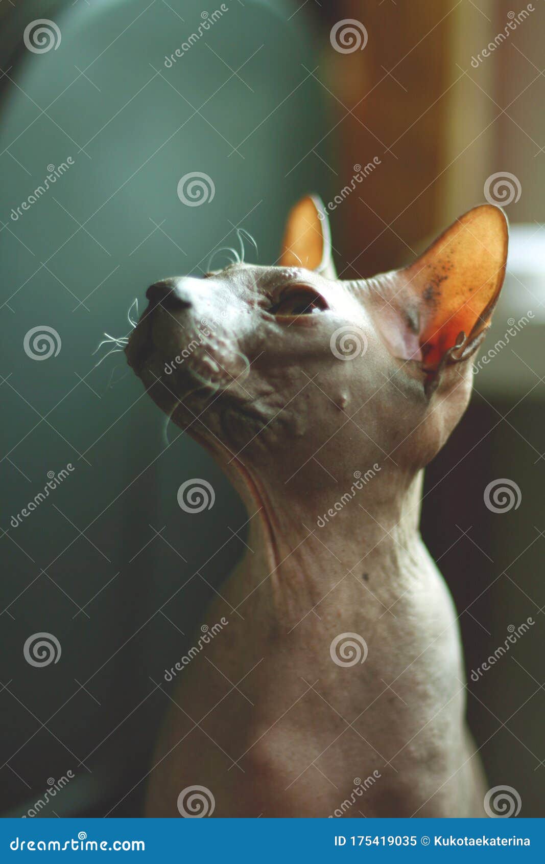 Retrato De Um Gato Careca Don Sphynx Imagem de Stock - Imagem de orelha ...