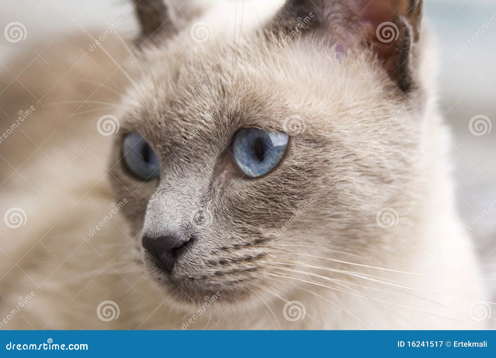 Retrato de um gato Siamese imagem de stock. Imagem de cara - 16241517