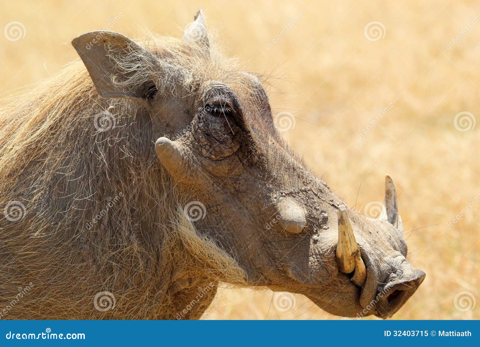 Retrato De Um Javali Africano Imagem de Stock - Imagem de caninos ...
