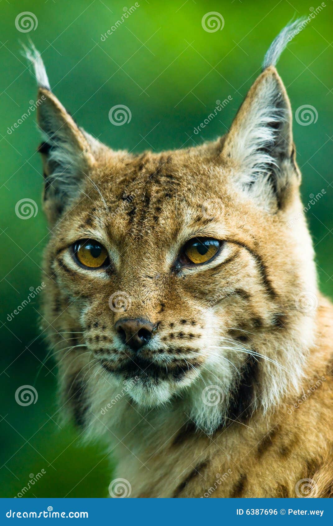 Retrato de um lince foto de stock. Imagem de verde, fundo - 6387696