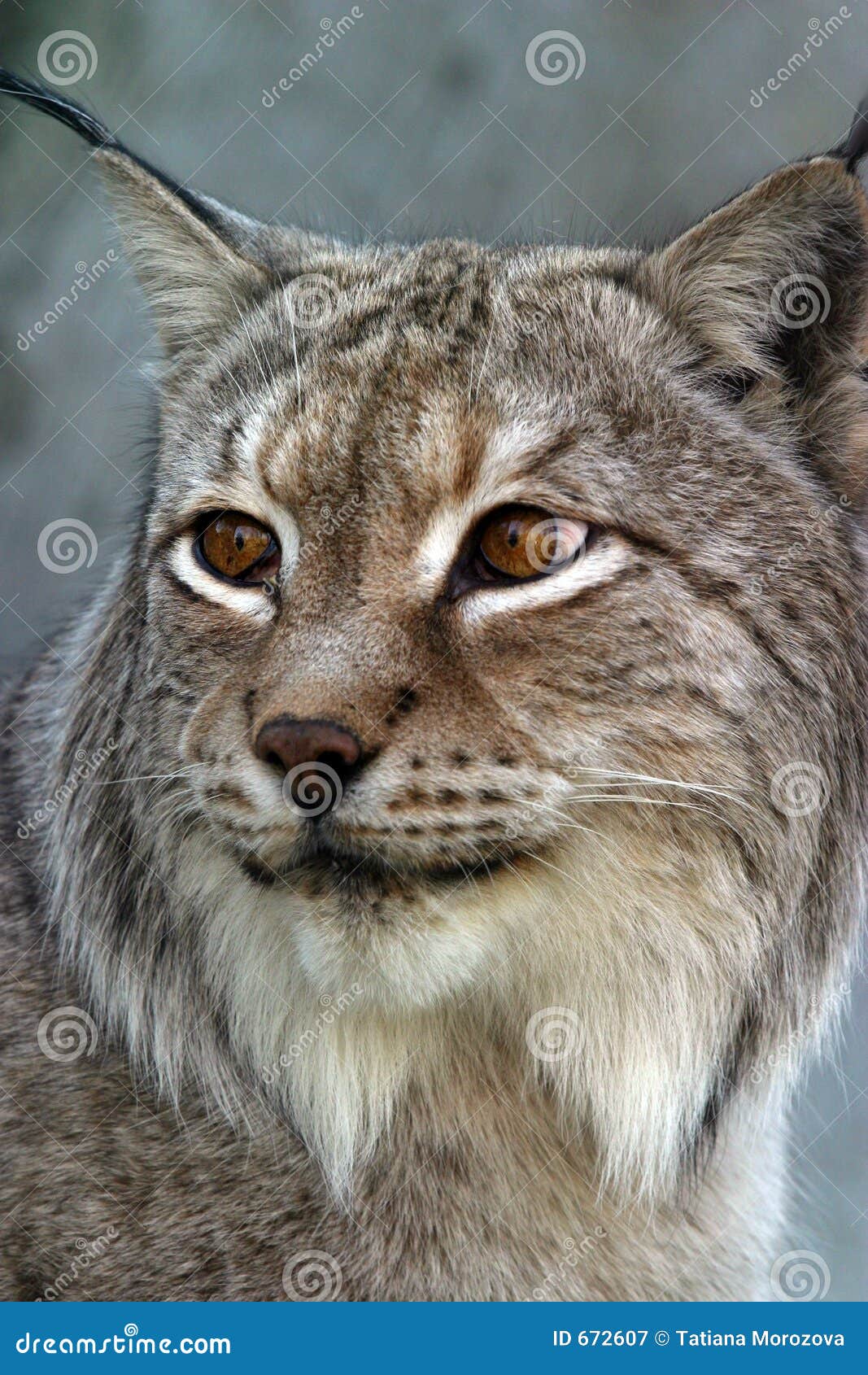 Retrato de um lince imagem de stock. Imagem de grande, revestimento ...