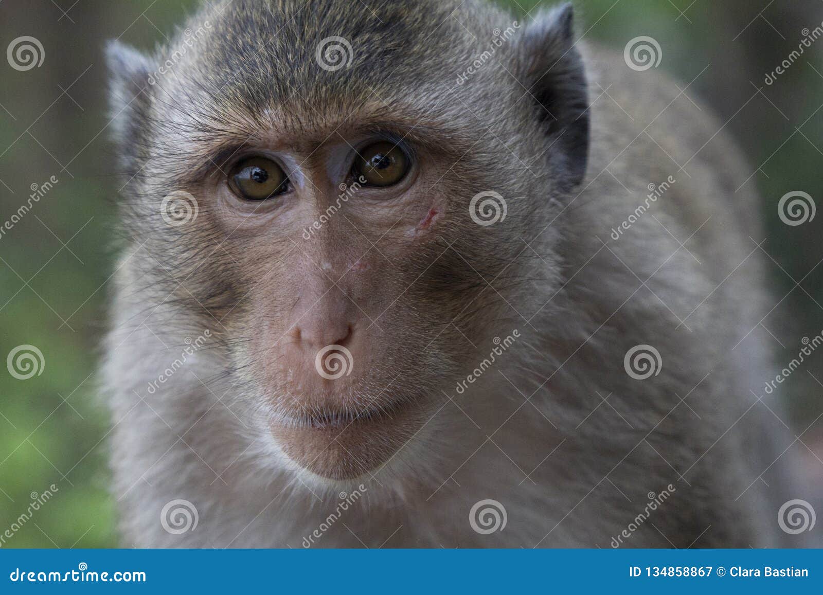 Retrato De Um Macaque Da Cauda Longa Do Macaco Com Um Risco Em Sua Cara ...