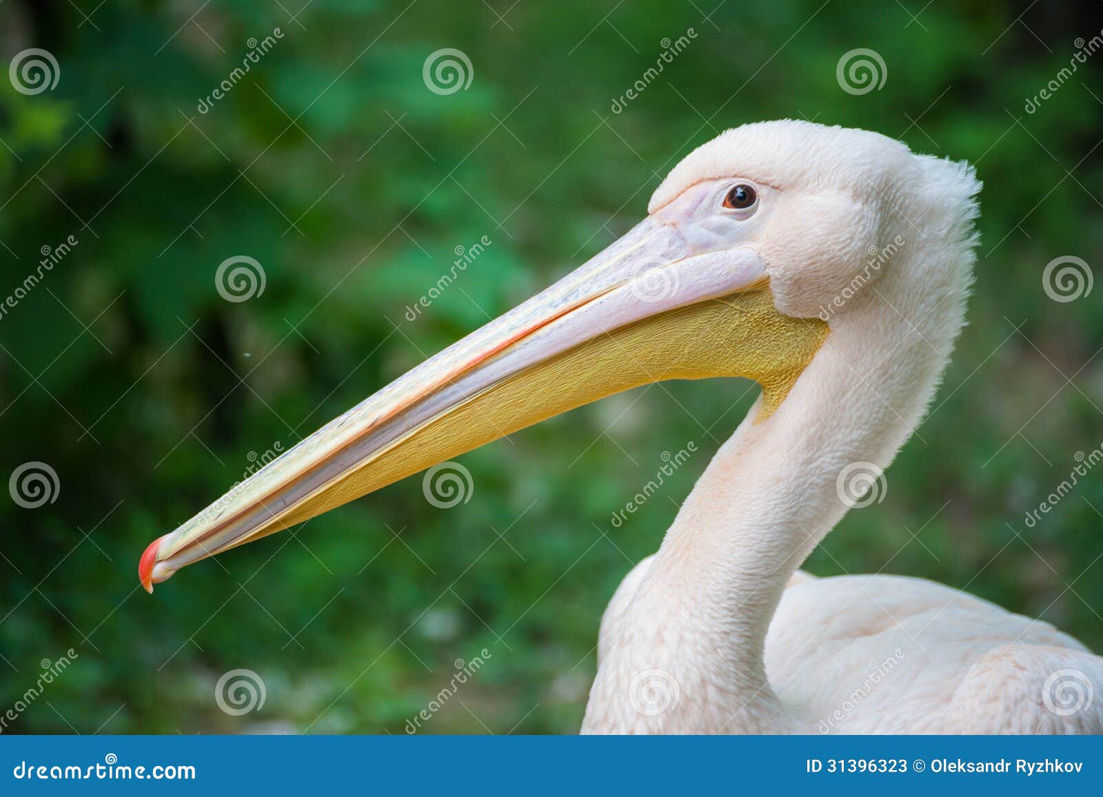 Retrato De Um Pelicano Cor-de-rosa Imagem de Stock - Imagem de lista ...