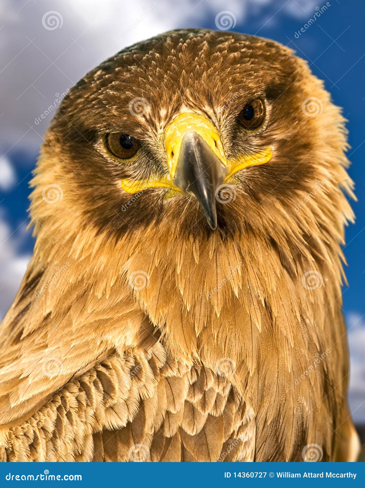 Retrato De Uma Ave De Rapina Imagem de Stock - Imagem de raptor, bico ...