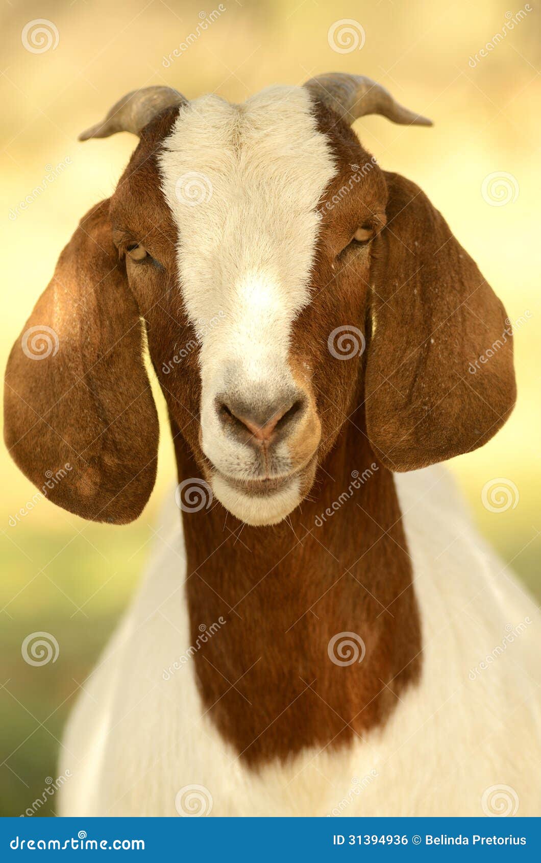 Retrato de uma cabra foto de stock. Imagem de pele, vivo - 31394936