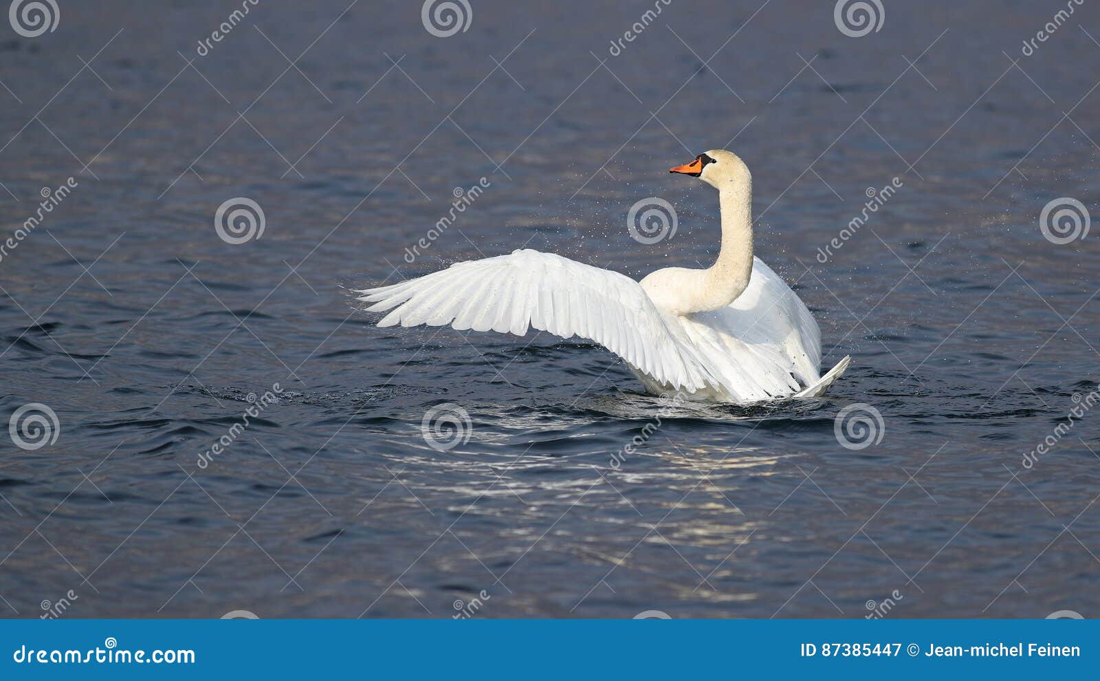 Retrato De Uma Cisne Muda Com Asas Abertas Imagem de Stock - Imagem de ...