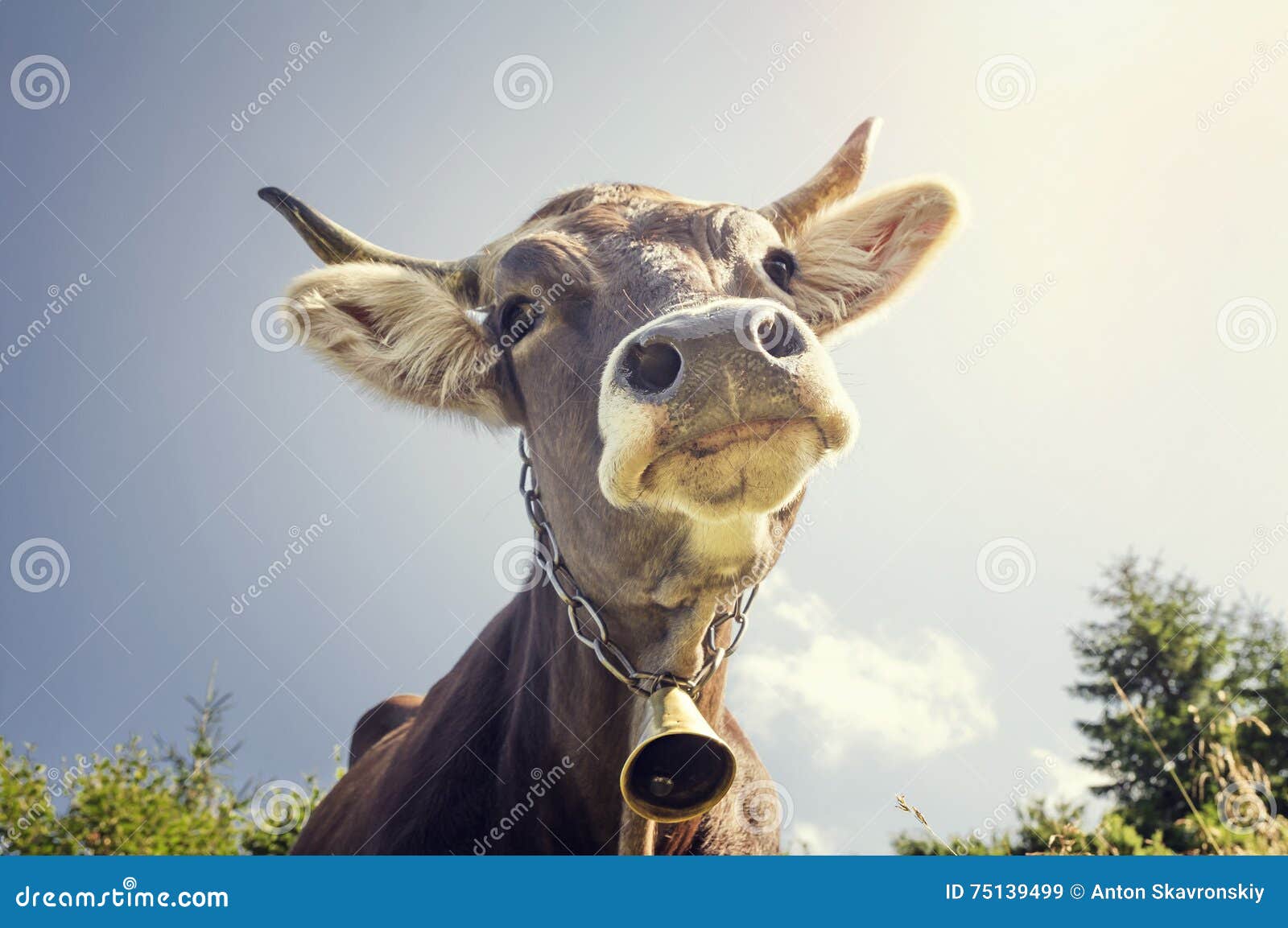 Retrato De Uma Vaca Com Um Sino Imagem de Stock - Imagem de pastar ...