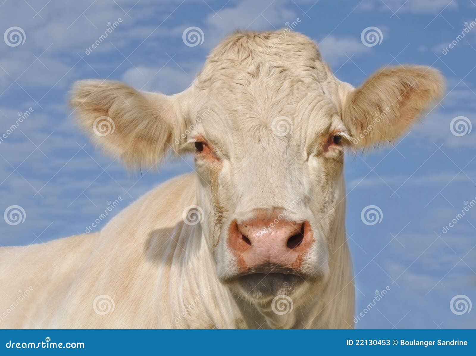 Retrato De Uma Vaca Do Charolês Imagem de Stock - Imagem de gado, rural ...