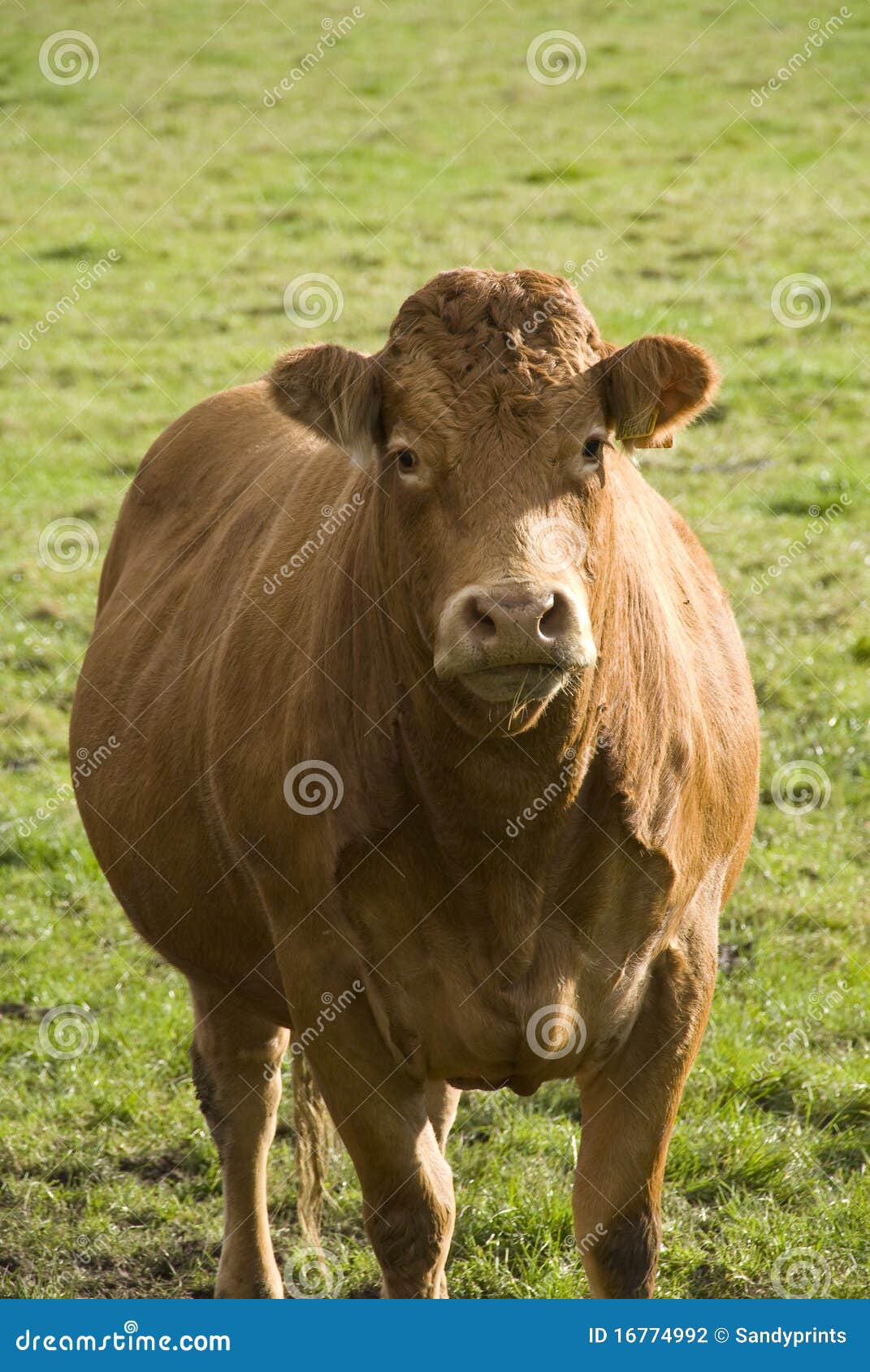 Retrato De Uma Vaca Marrom. Foto de Stock - Imagem de olhos, alimento ...