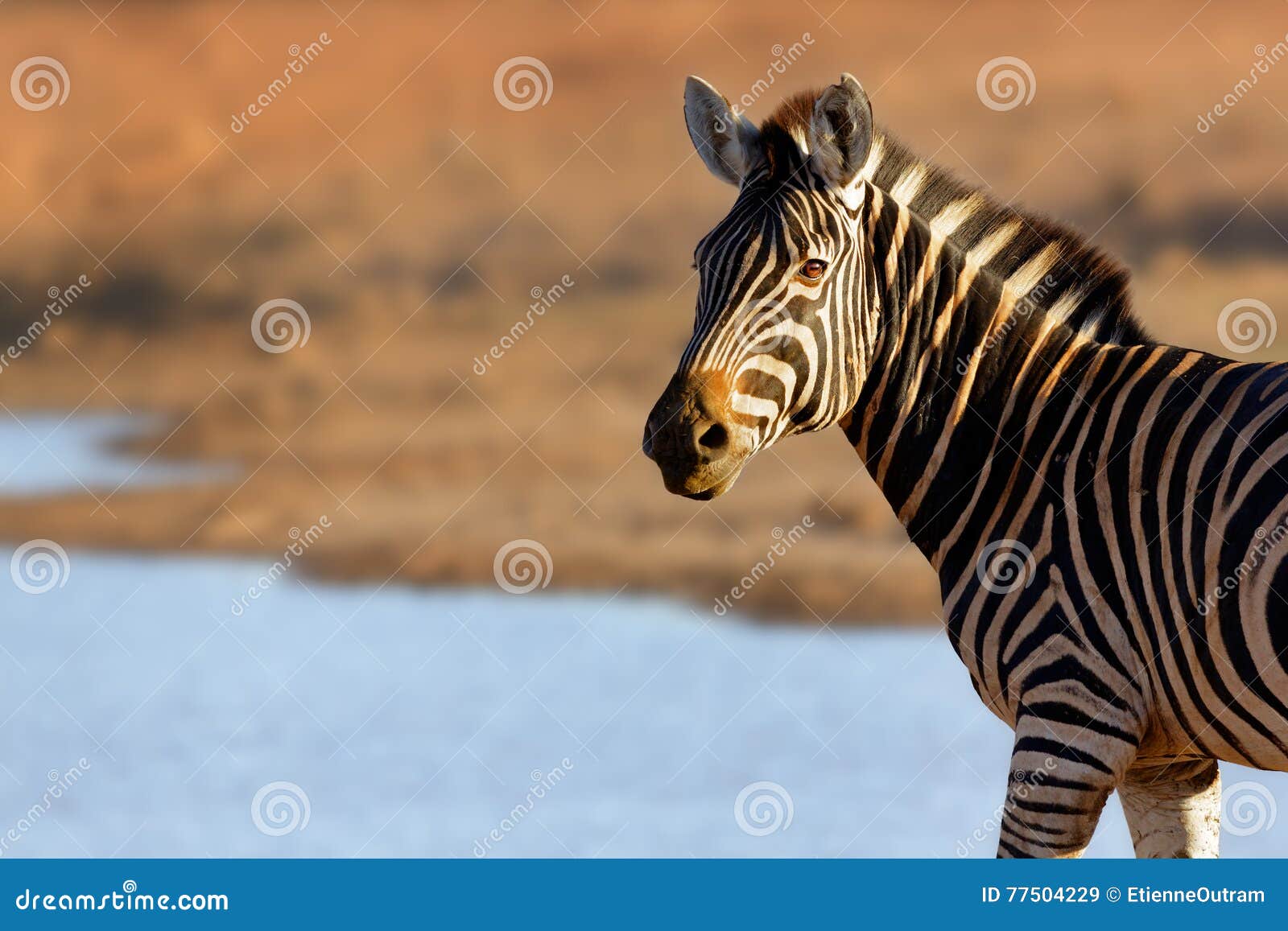 Retrato De Uma Zebra Na Luz Dourada Imagem de Stock - Imagem de olhos ...
