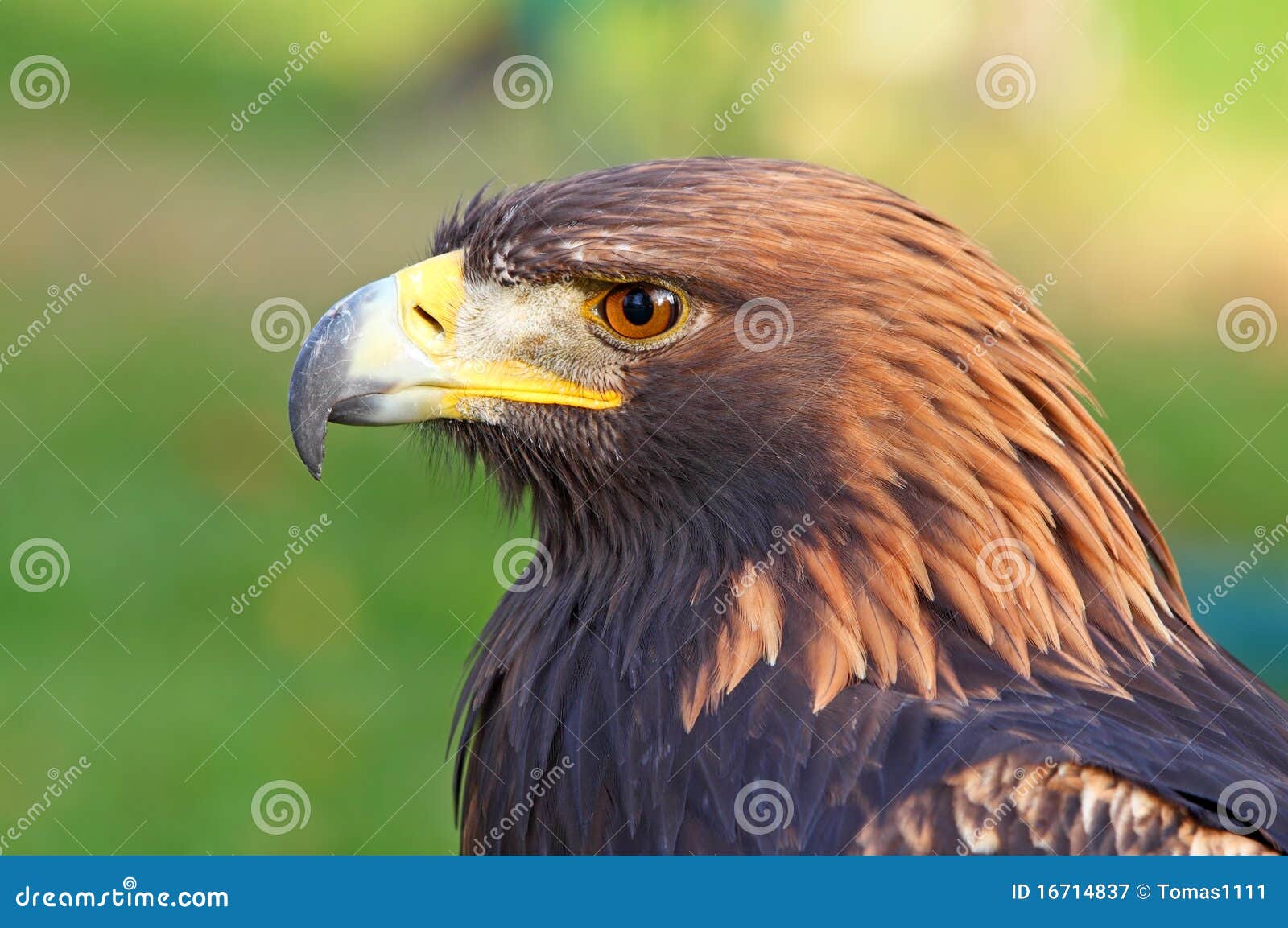 Retrato De Un águila De Oro Imagen de archivo - Imagen de arbolado ...