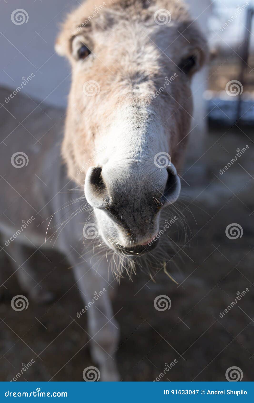 Retrato De Un Asno En Una Granja Imagen de archivo - Imagen de ...