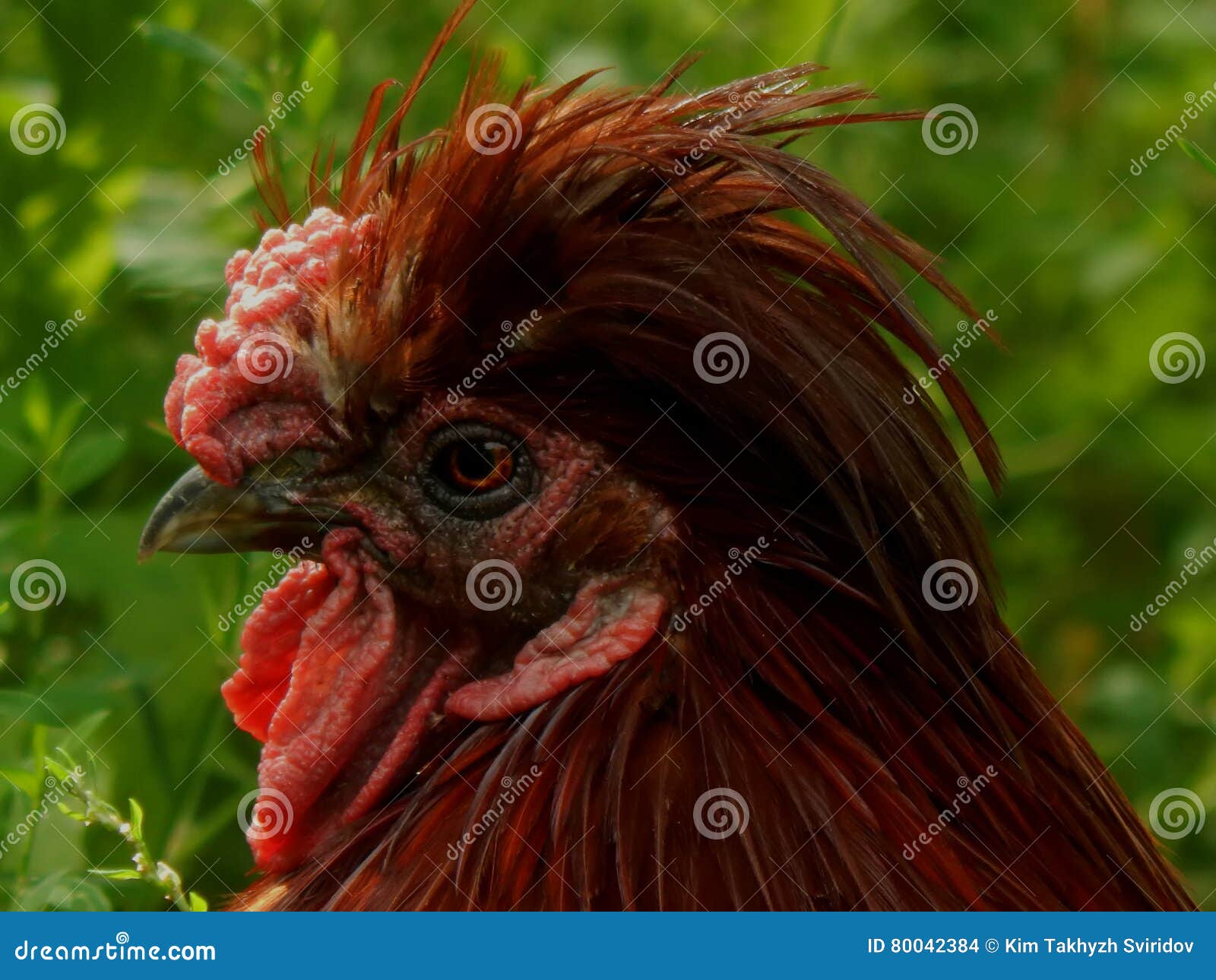 Retrato De Un Gallo Con Una Cresta Foto de archivo - Imagen de mirada ...