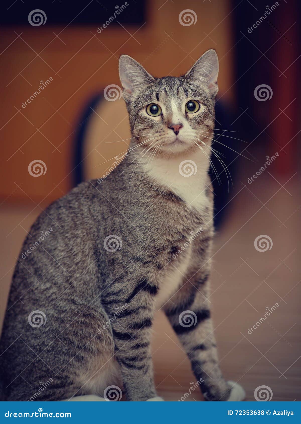 Retrato De Un Gato Rayado Nacional Foto de archivo - Imagen de cola ...