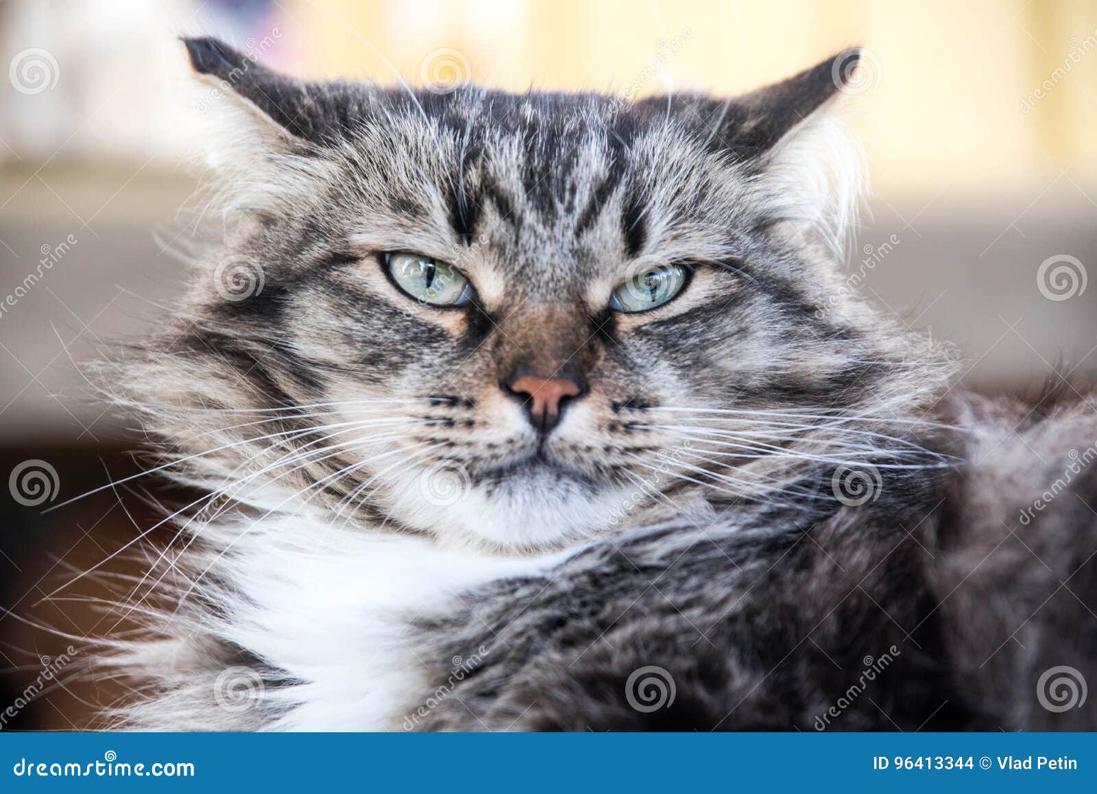Retrato de un gato serio foto de archivo. Imagen de mullido - 96413344