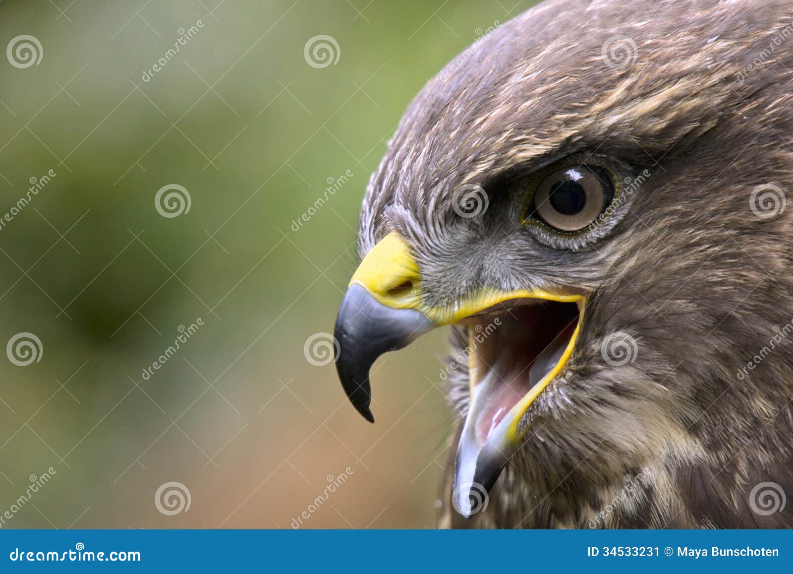 Retrato de un halcón imagen de archivo. Imagen de halcones - 34533231