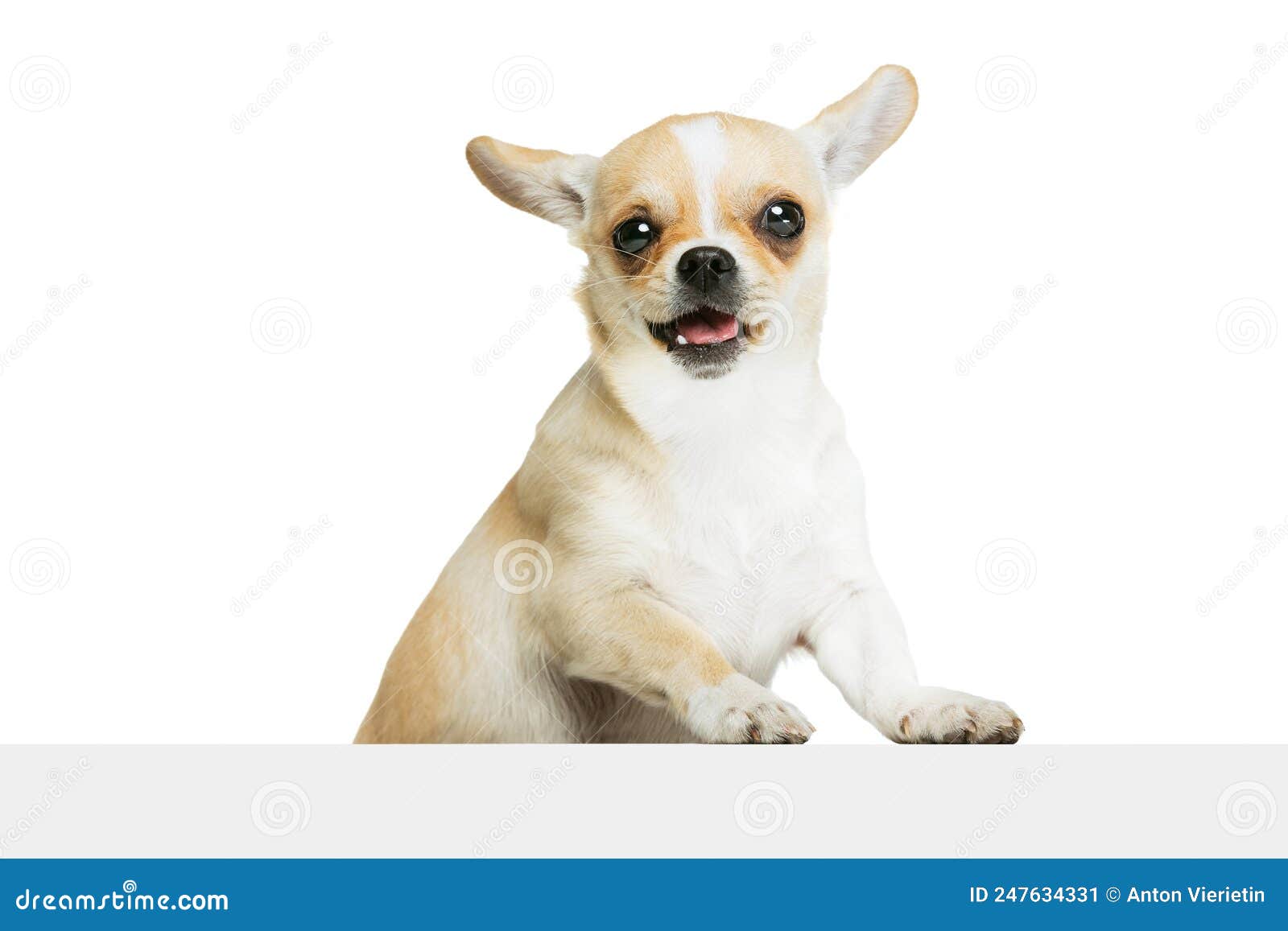 Retrato De Un Lindo Perro Chihuahua Con Lengua Aislada Sobre Fondo ... Retrato De Un Lindo Perro Chihuahua Con Lengua Aislada Sobre Fondo ...