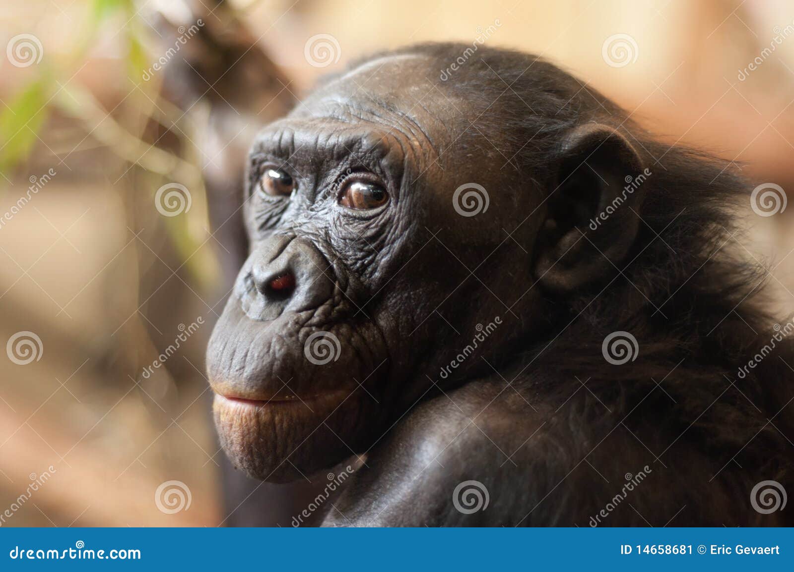 Retrato De Un Mono Del Bonobo Imagen de archivo - Imagen de cubo ...