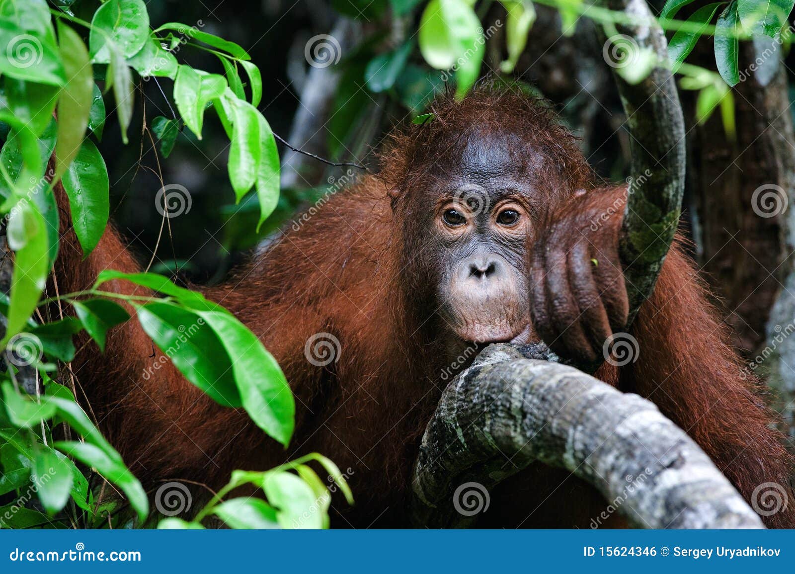 Retrato De Un Orangut?n Joven Foto de archivo - Imagen de malasia ...