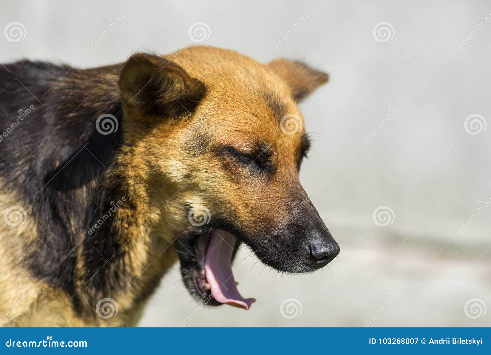 Retrato De Un Perro Con La Boca Abierta De Par En Par Imagen de archivo ...