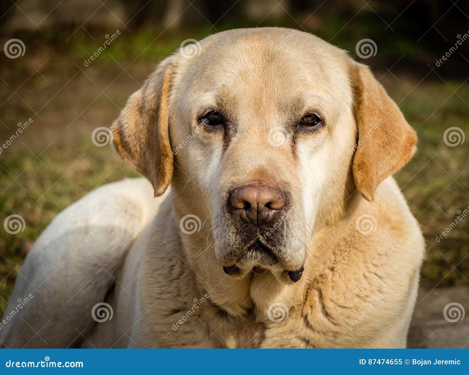 Retrato De Un Perro De Labrador Imagen de archivo - Imagen de labrador ...