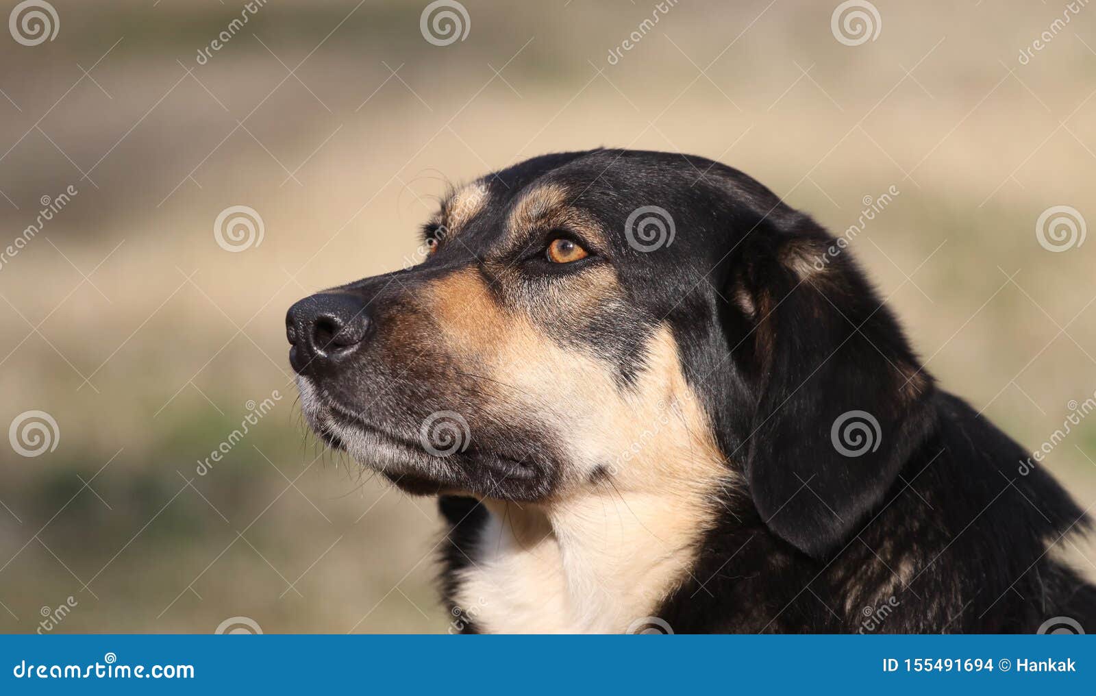 Retrato De Un Perro Del Perfil Foto de archivo - Imagen de dachshund ...