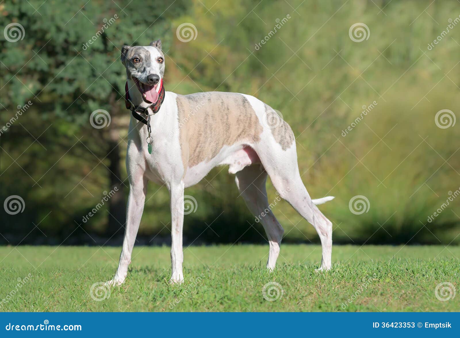 Retrato De Un Perro Masculino Del Lebrel Imagen de archivo - Imagen de ...