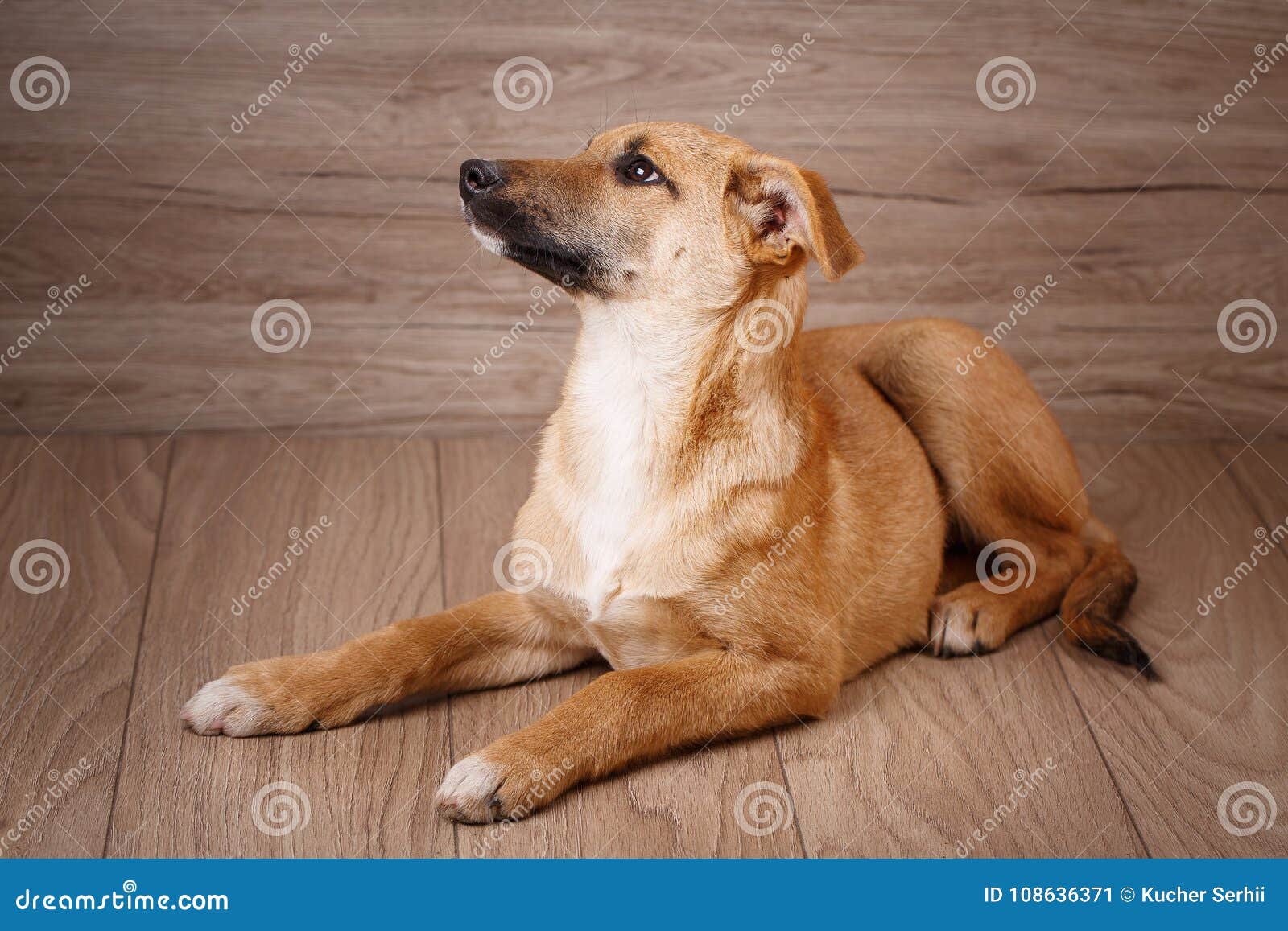 Retrato De Un Perro Perro Sin Raza Imagen de archivo - Imagen de ...