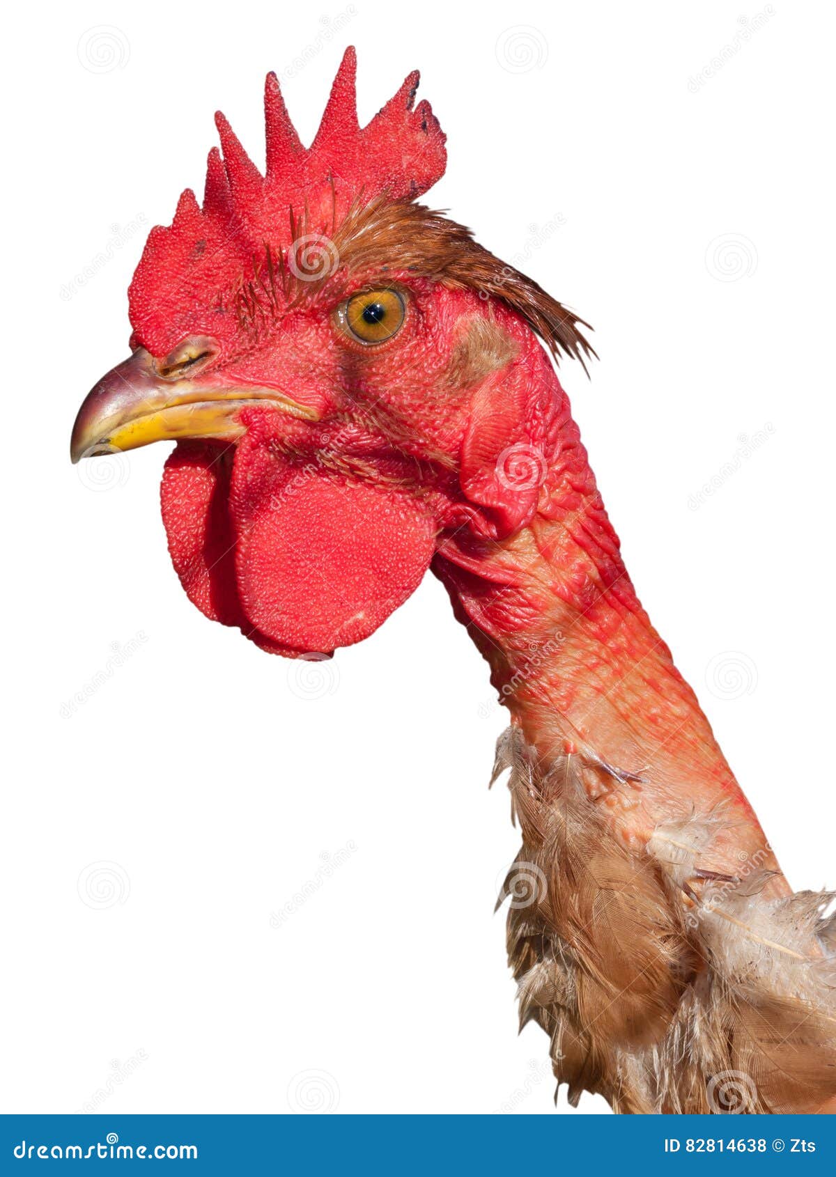 Retrato De Un Pollo Calvo Aislado Foto de archivo - Imagen de fondo ...