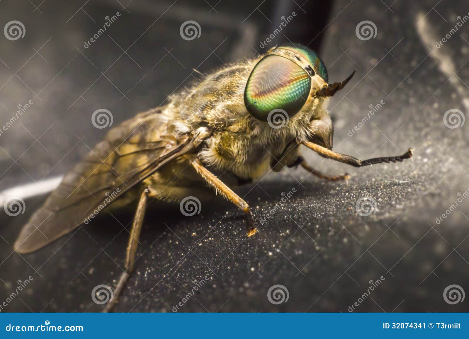 Retrato de un tábano imagen de archivo. Imagen de caballo - 32074341