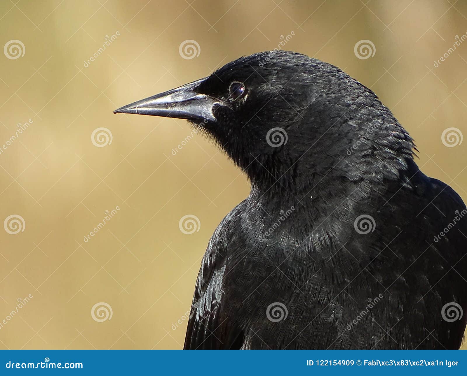 Retrato de un tordo imagen de archivo. Imagen de retrato - 122154909