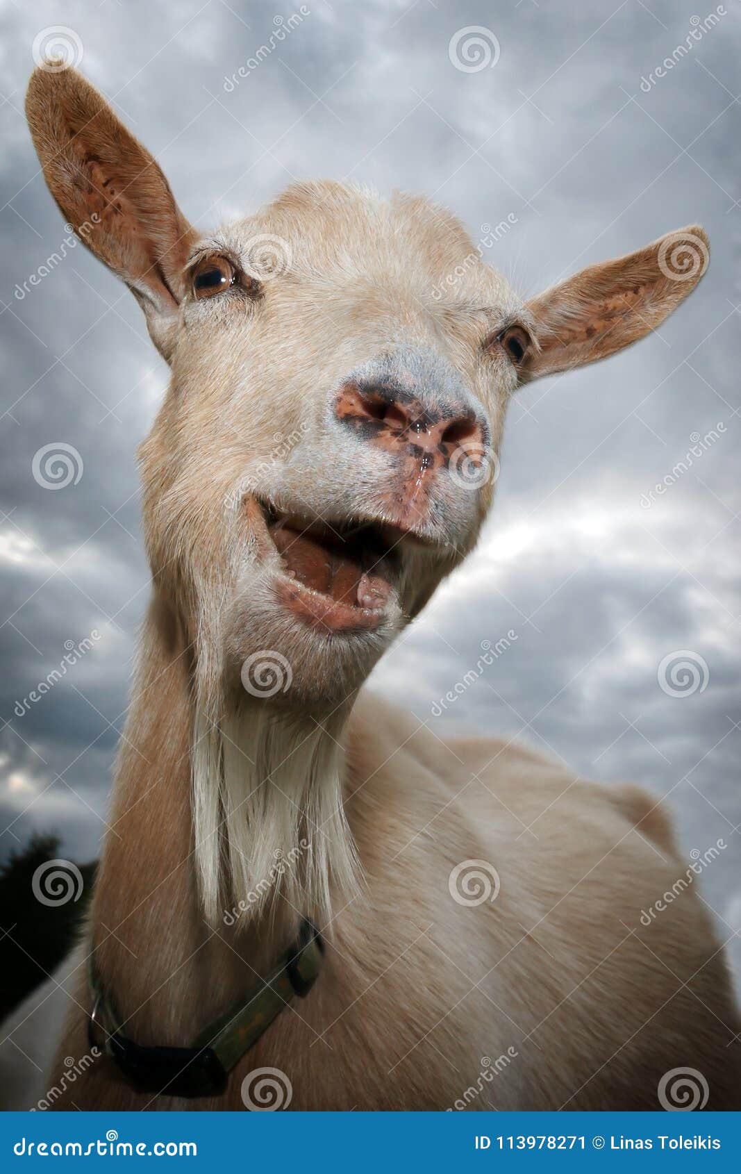 Retrato De Una Cabra De Risa Imagen de archivo - Imagen de cabra ...