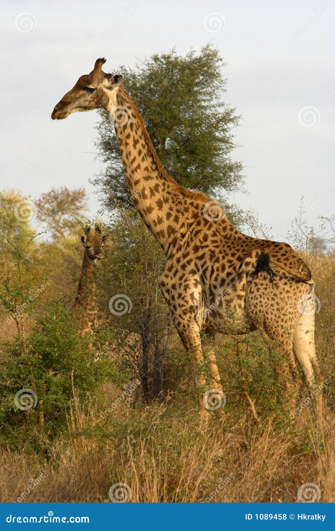 Retrato de una jirafa foto de archivo. Imagen de cubo - 1089458