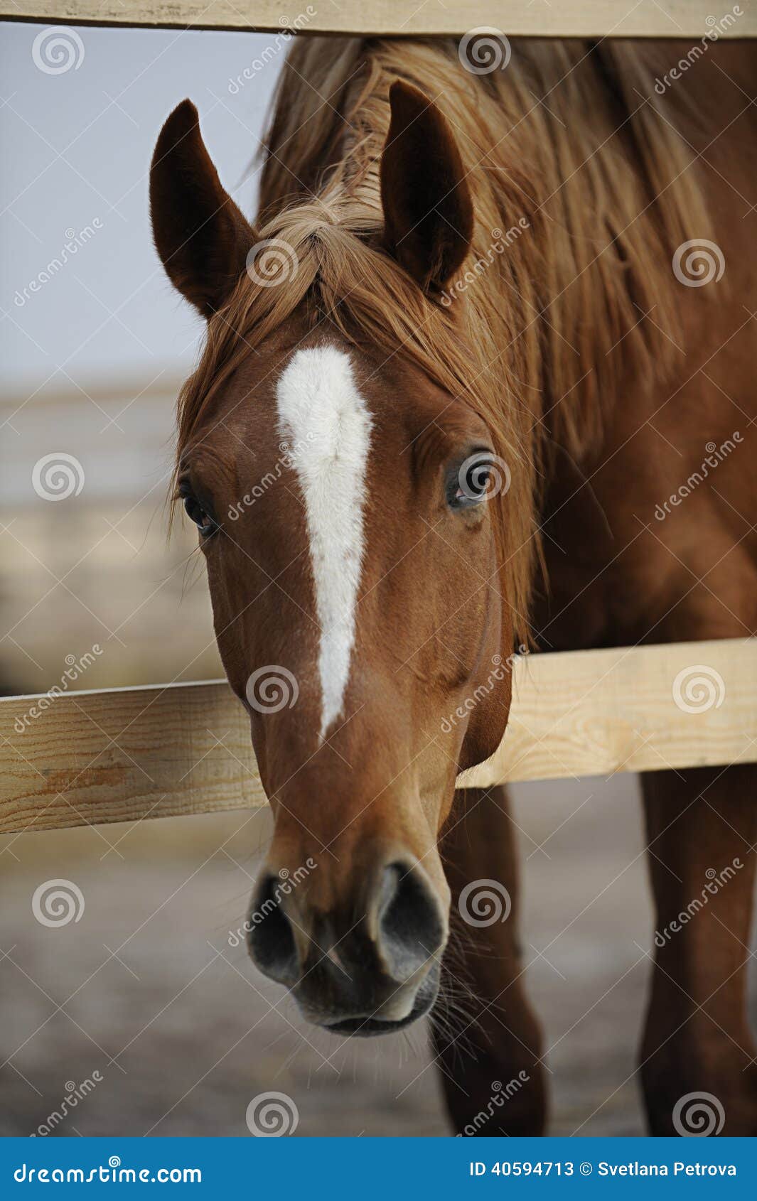 Retrato De Una Potra Joven Roja Imagen de archivo - Imagen de mascota ...