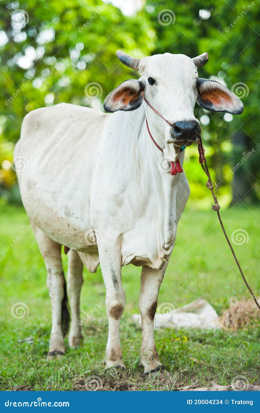 Retrato de una vaca blanca foto de archivo. Imagen de color - 20004234