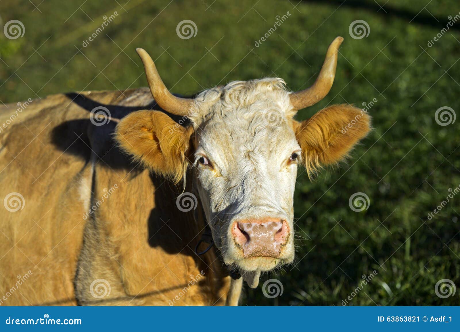 Retrato De Una Vaca Del Simmental, Imagen de archivo - Imagen de bruto ...