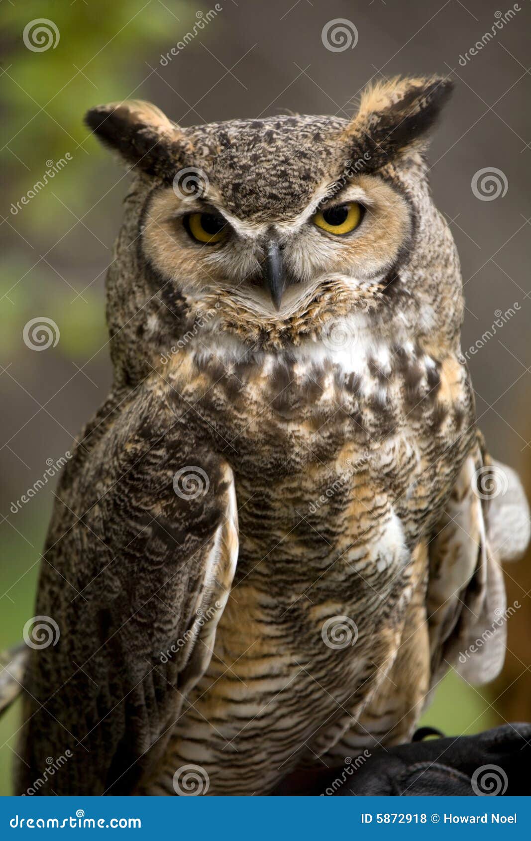 Retrato Del Buho De Chillido Foto de archivo - Imagen de contemplar ...