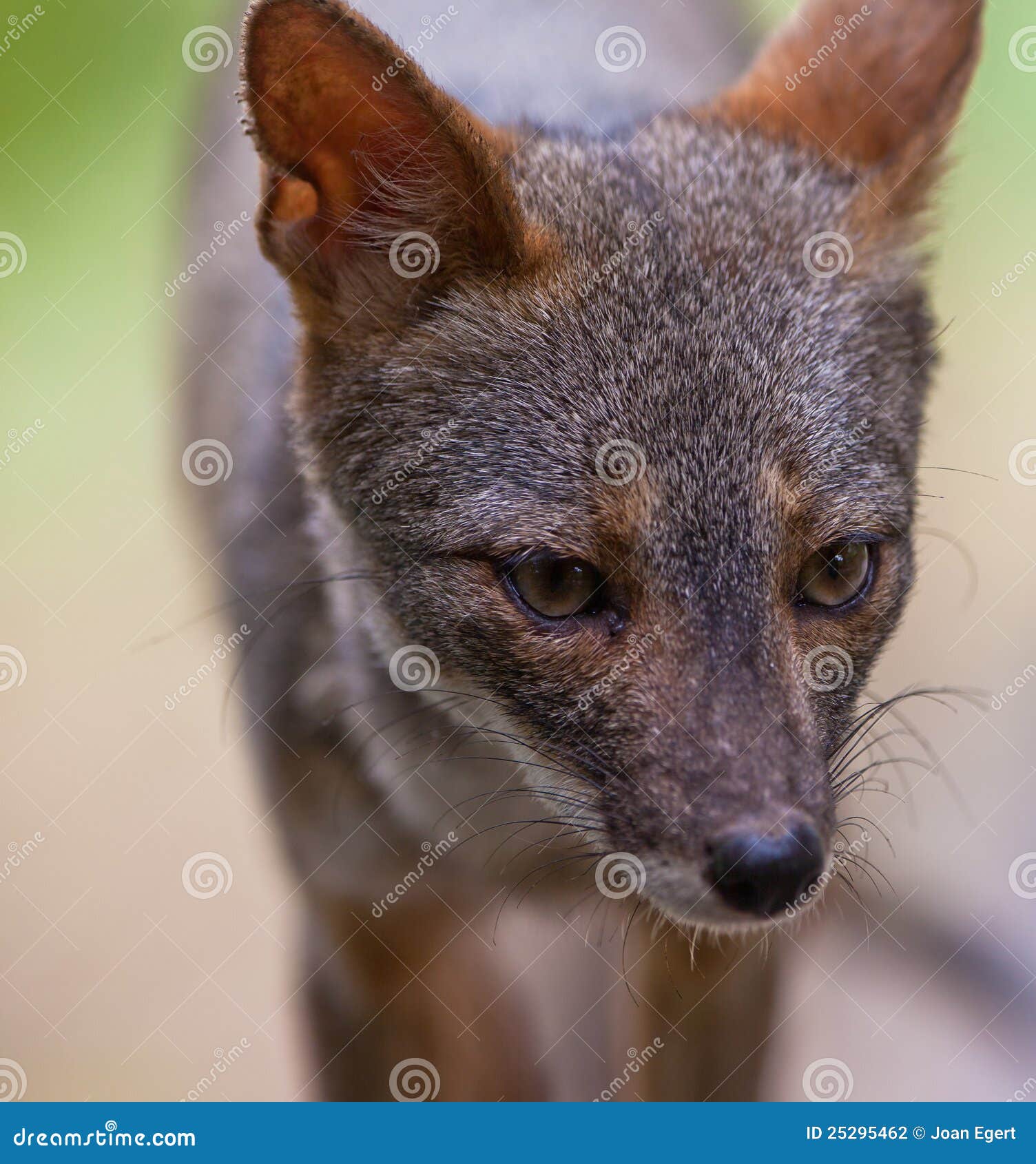 Retrato Del Fox De Sechuran Foto de archivo - Imagen de tropical ...