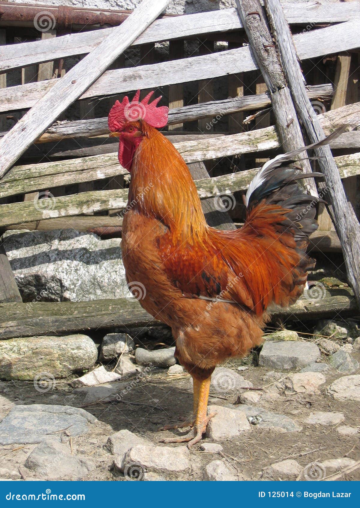 Retrato del gallo foto de archivo. Imagen de fama, cara - 125014