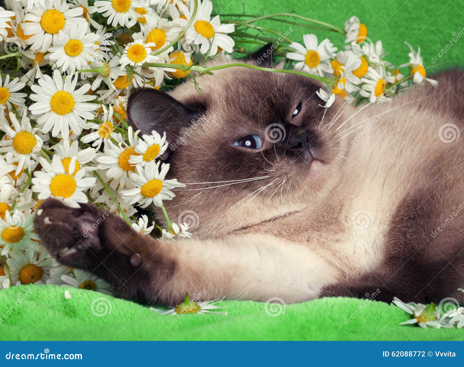 Retrato Del Gato Con Las Flores Foto de archivo - Imagen de movimiento ...