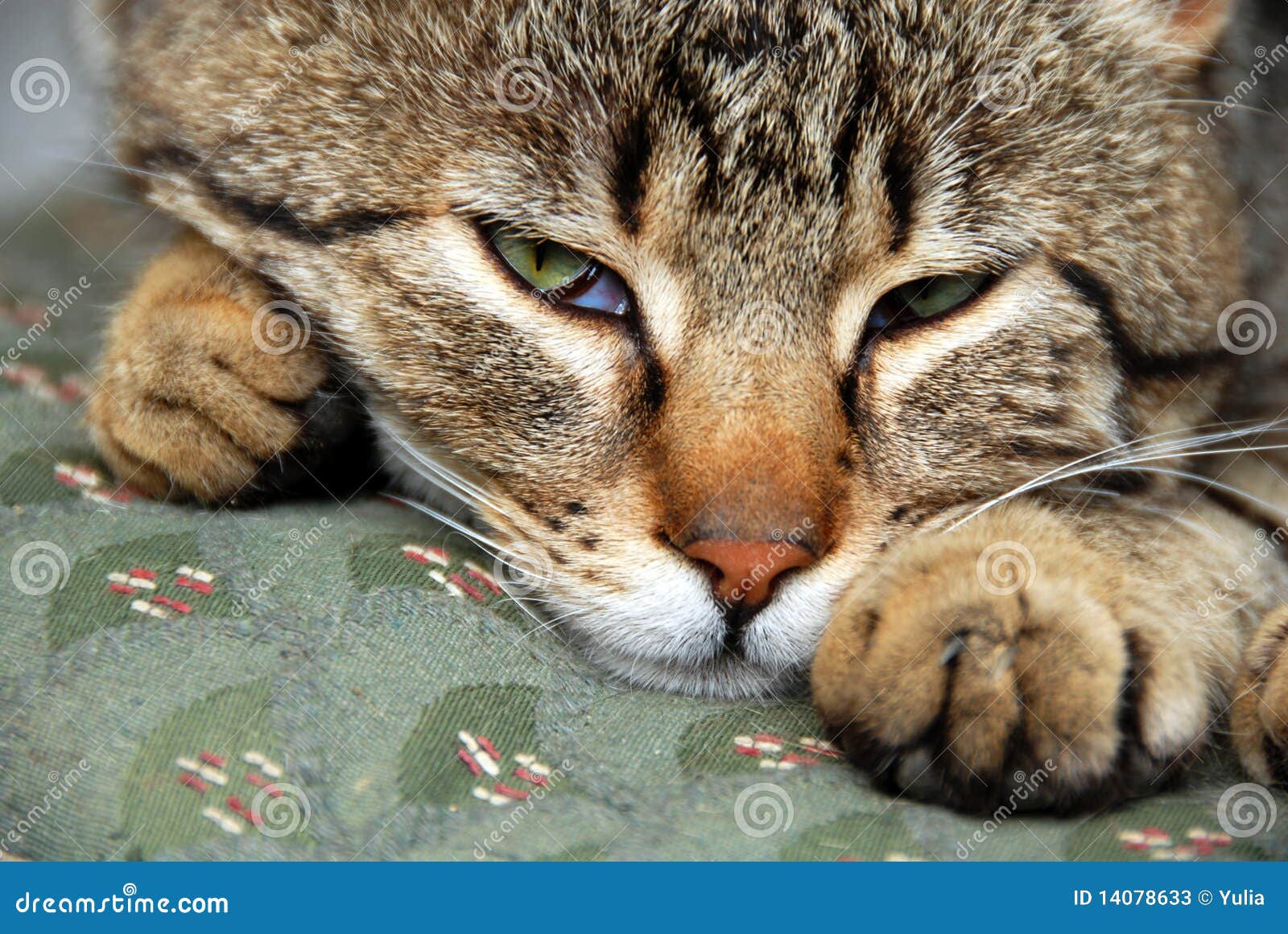 Retrato Del Gato El Dormir Que Despierta Imagen de archivo - Imagen de ...